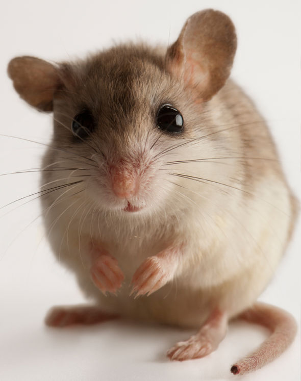 The Greenhouse Mouse – Bunkhouse Chronicle